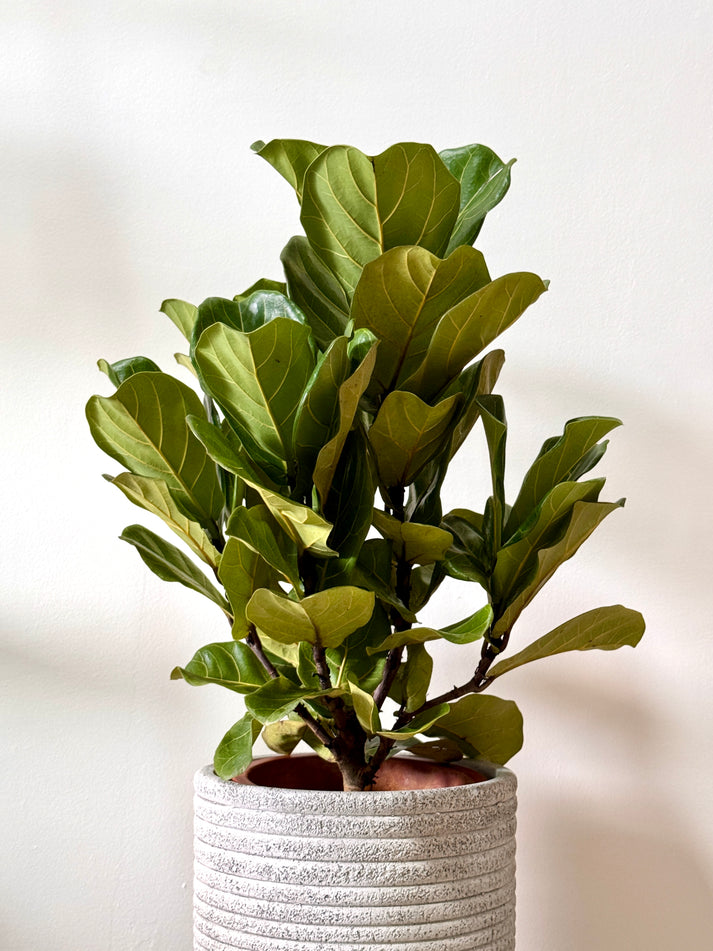 Fiddle Leaf Fig (Ficus Lyrata) in Ribbed Grey Pot | Best Large Indoor ...