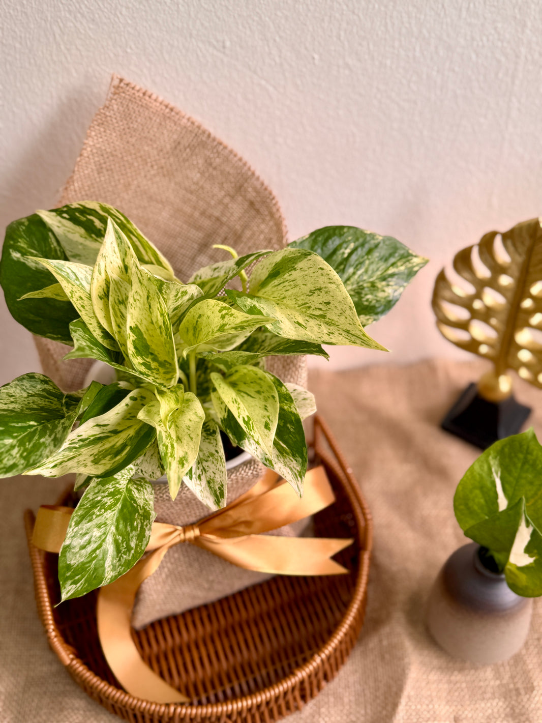 The Easy-Care LECA & Self-Watering Series – Kayuu Living